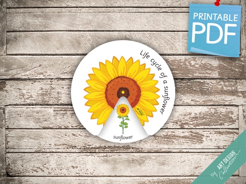 LIFE CYCLE of a SUNFLOWER Wheel Montessori Busy Book - Etsy