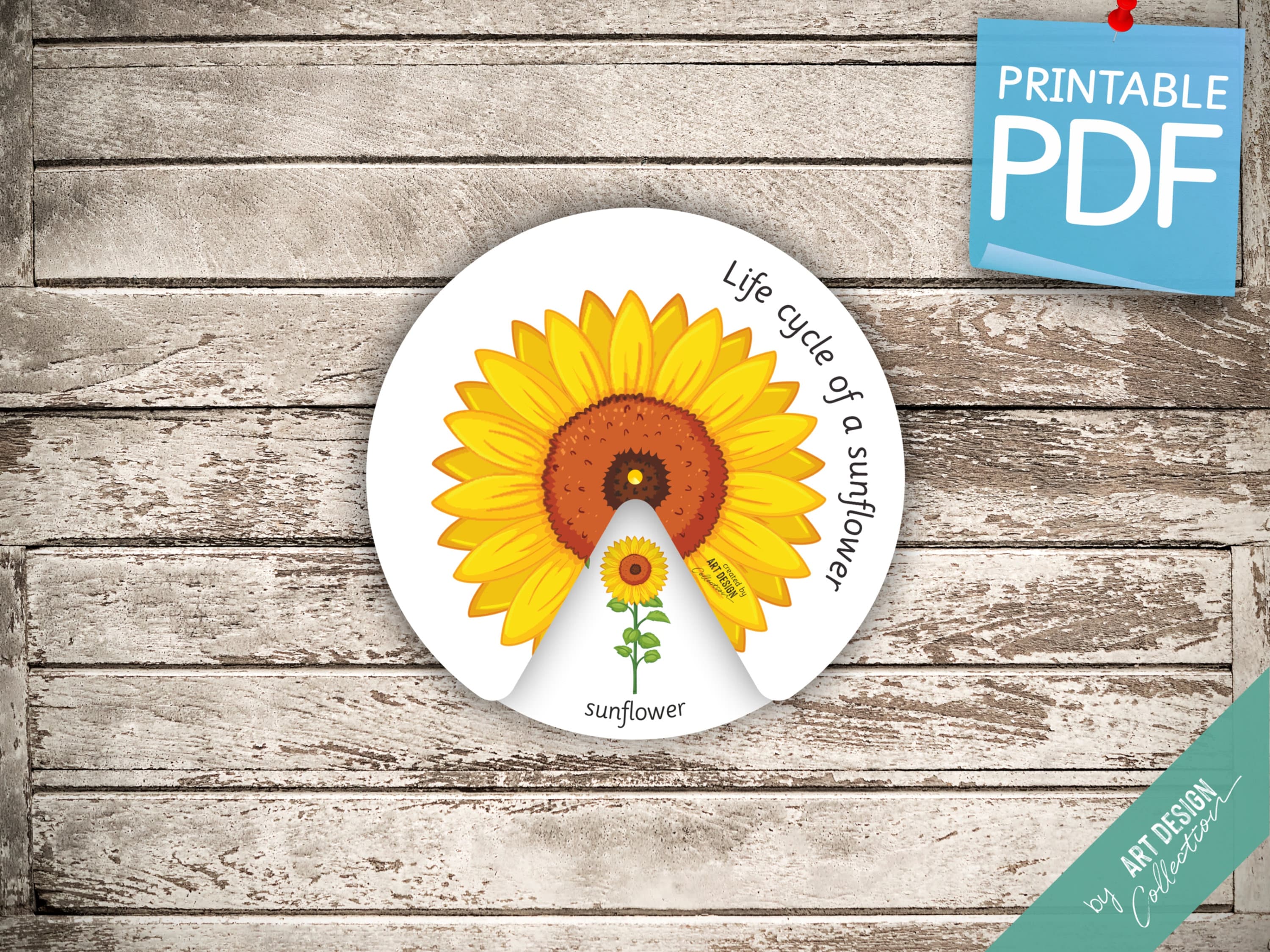 LIFE CYCLE of a SUNFLOWER Wheel • Montessori Busy Book Activity ...