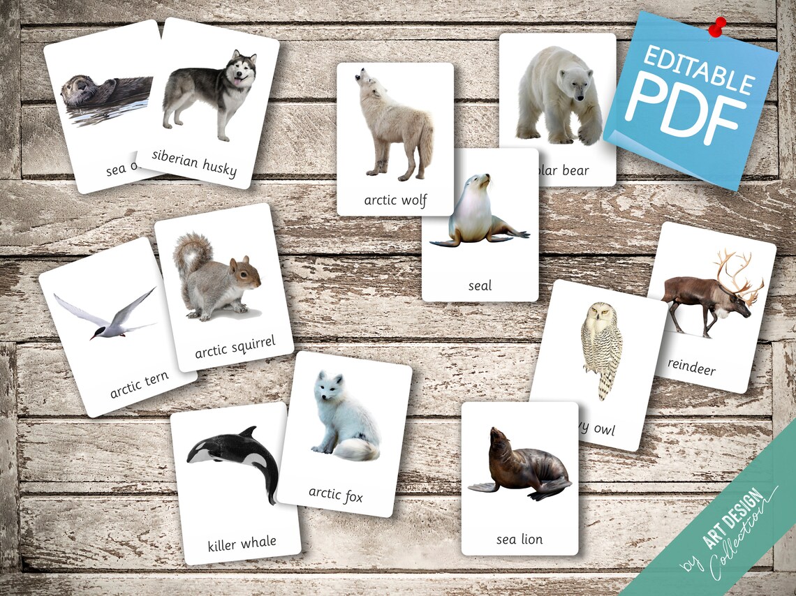 ARCTIC ANIMALS 20 Editable Montessori Cards Flash Cards - Etsy