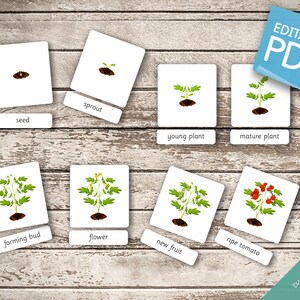 LIFE CYCLE of a TOMATO • 9 Editable Montessori Cards • Flash Cards ...