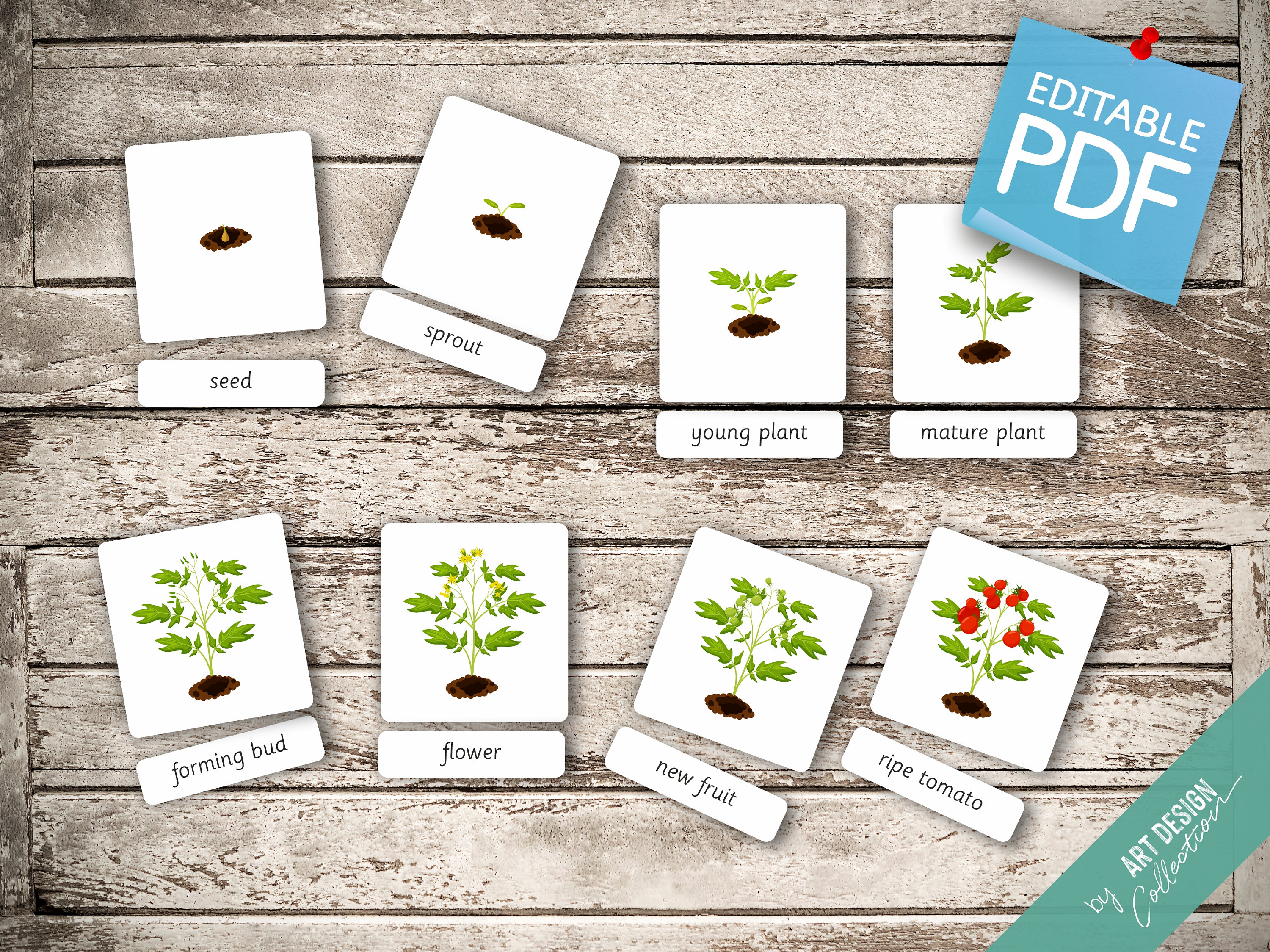 LIFE CYCLE of a TOMATO 9 Editable Montessori Cards Flash | Etsy