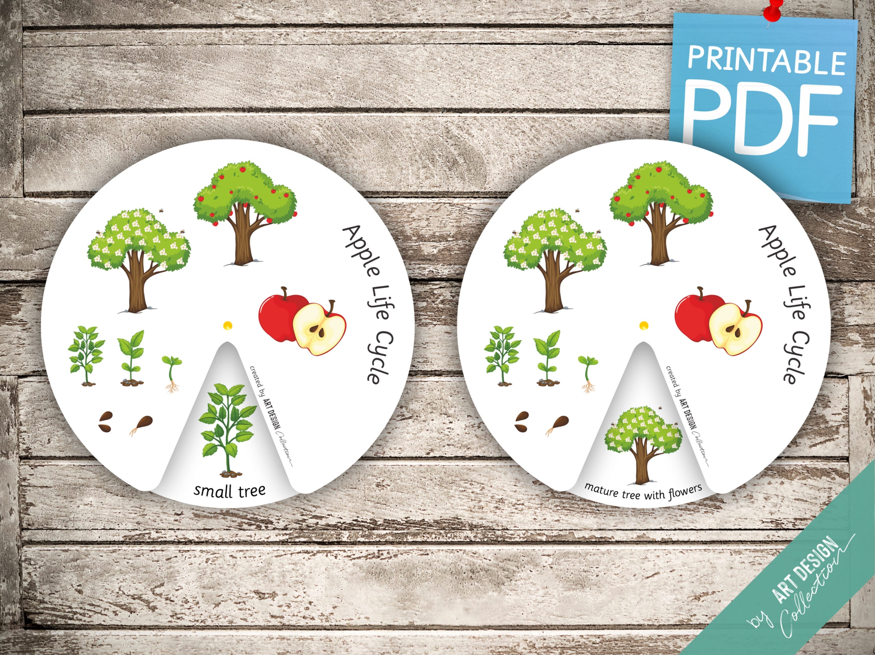 APPLE LIFE CYCLE Wheel • Montessori Busy Book Activity Nomenclature ...