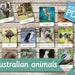 AUSTRALIAN ANIMALS 32 Editable Montessori Cards Flash Cards ...