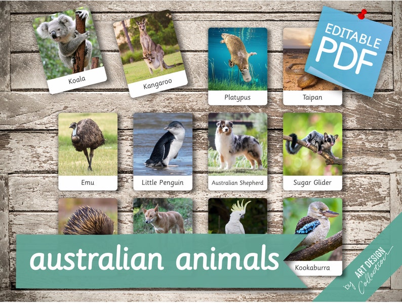AUSTRALIAN ANIMALS 32 Editable Montessori Cards Flash - Etsy