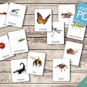 INSECTS FRENCH Edition • 22 French and 22 English Editable Montessori ...