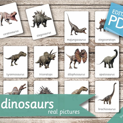 DINOSAURS Flash Cards 18 Flashcards Montessori Inspired - Etsy