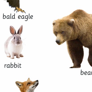 FOREST ANIMALS POSTER • Montessori Poster • Montessori Educational ...