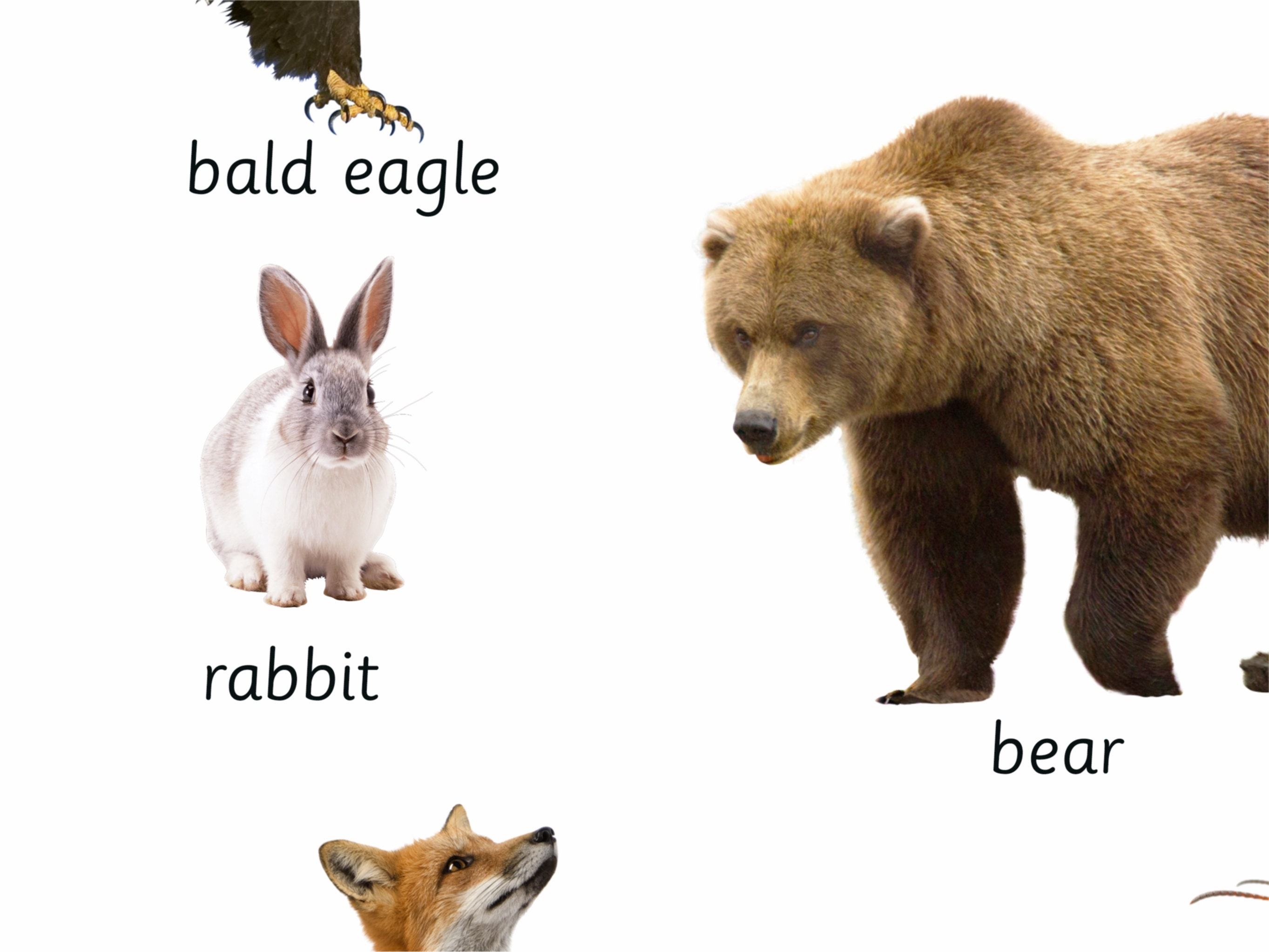 FOREST ANIMALS POSTER • Montessori Poster • Montessori Educational ...