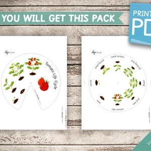 LIFE CYCLE of a TOMATO Wheel • Montessori Busy Book Activity ...