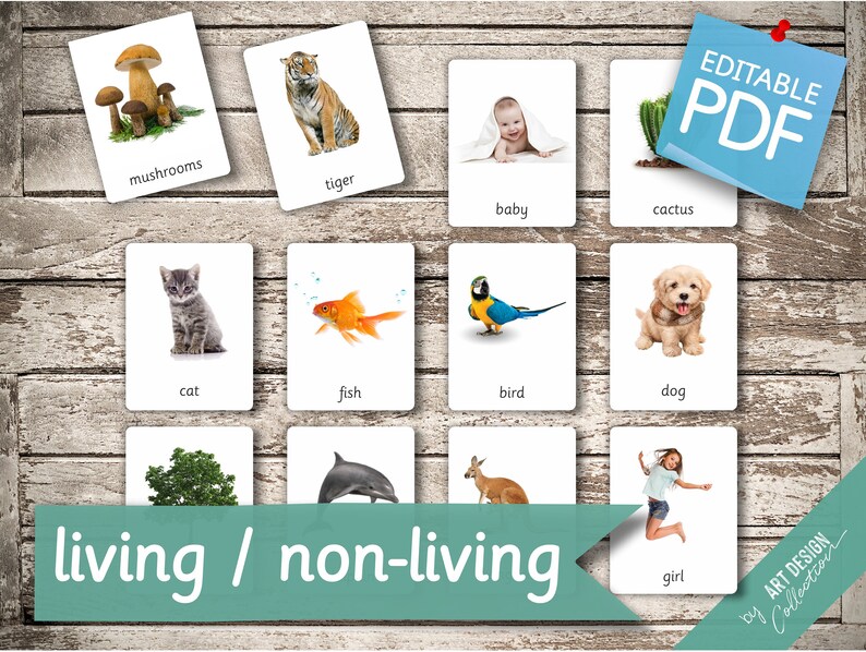 LIVING / Non-living 80 Editable Montessori Cards Flash - Etsy
