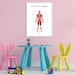 MUSCULAR SYSTEM • Montessori Poster • Montessori Educational ...