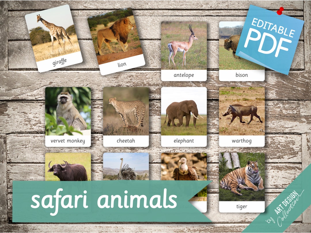 SAFARI ANIMALS 36 Editable Montessori Cards Flash Cards Nomenclature ...