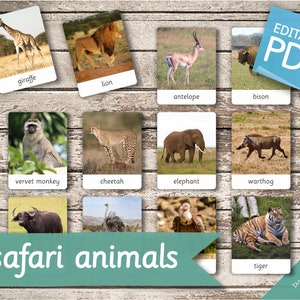 SAFARI ANIMALS • 36 Editable Montessori Cards • Flash Cards ...