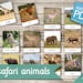 SAFARI ANIMALS • 36 Editable Montessori Cards • Flash Cards ...