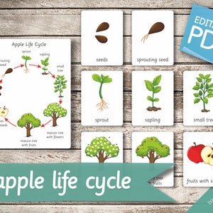 APPLE LIFE CYCLE Spanish Edition • 10 Spanish and 10 English Editable ...