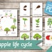 APPLE LIFE CYCLE Spanish Edition • 10 Spanish and 10 English Editable ...