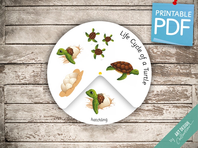 LIFE CYCLE of a TURTLE Wheel Montessori Busy Book Activity - Etsy