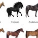 HORSES POSTER • Montessori Poster • Montessori Educational ...