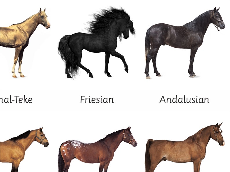 HORSES POSTER Montessori Poster Montessori Educational | Etsy