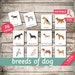 BREEDS OF DOG • 26 Editable Montessori Cards • Flash Cards Nomenclature ...