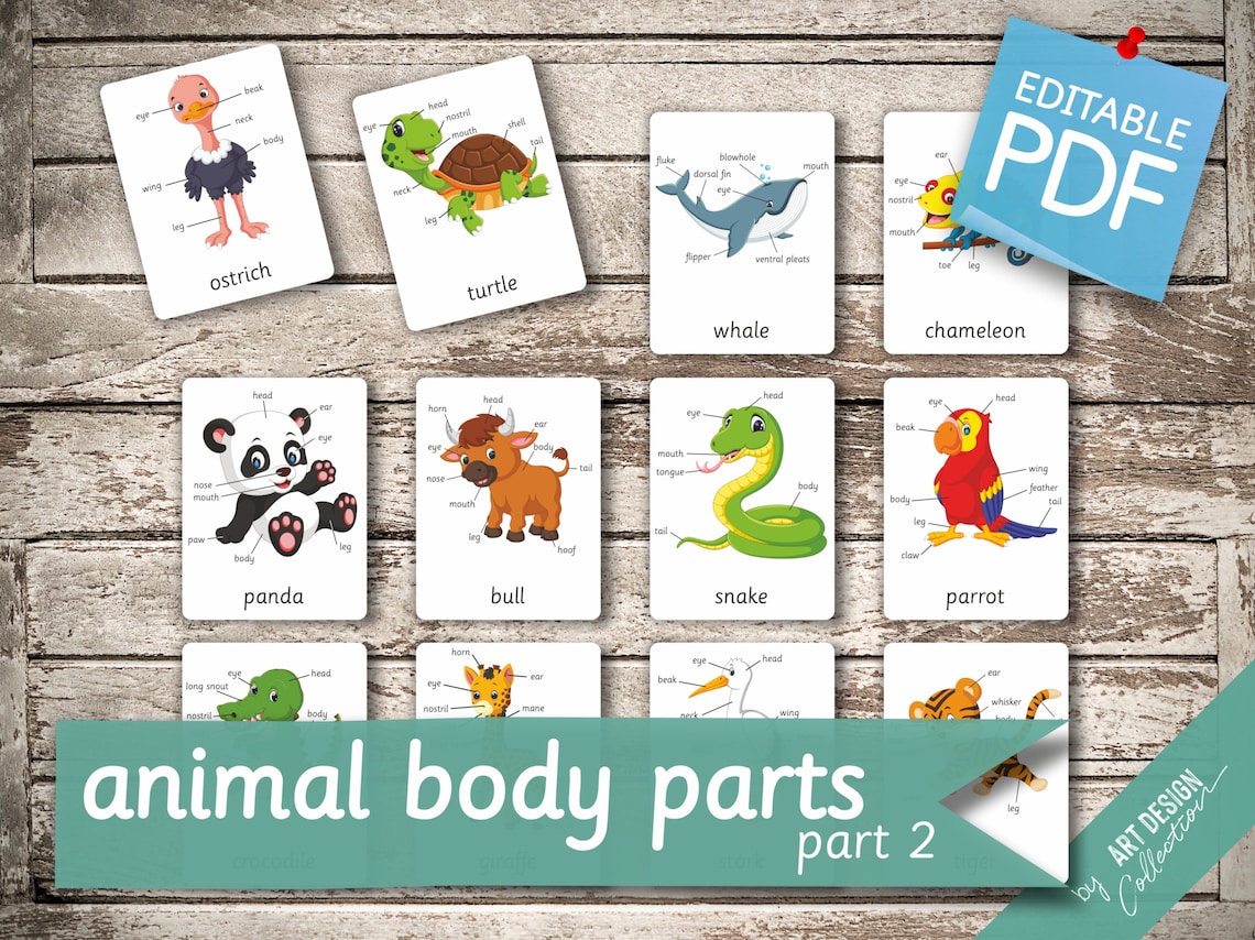 ANIMAL BODY PARTS part 2 104 Editable Montessori Cards | Etsy