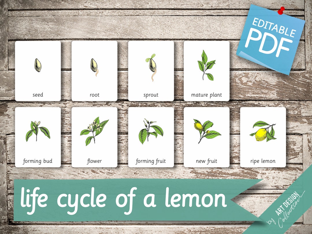 LIFE CYCLE of a LEMON • 10 Editable Montessori Cards • Flash Cards ...