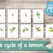 LIFE CYCLE of a LEMON 10 Editable Montessori Cards Flash | Etsy