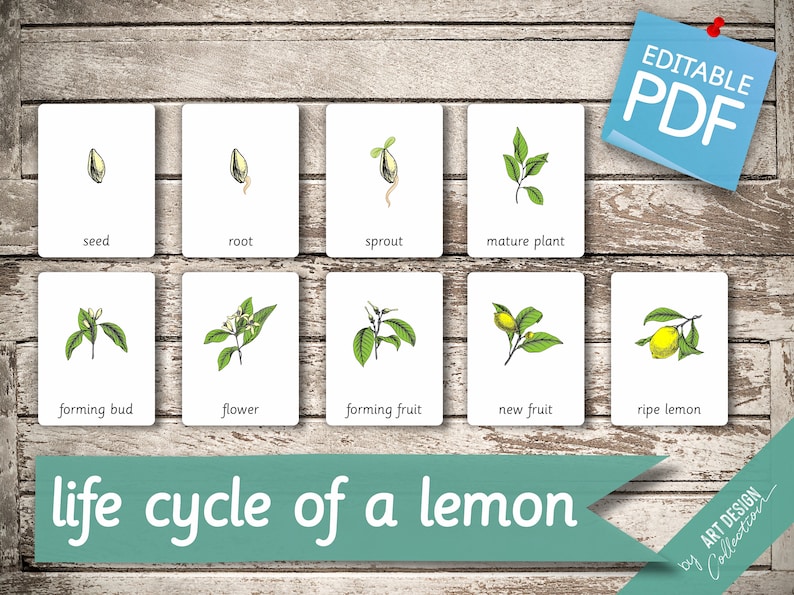 LIFE CYCLE of a LEMON 10 Editable Montessori Cards Flash | Etsy