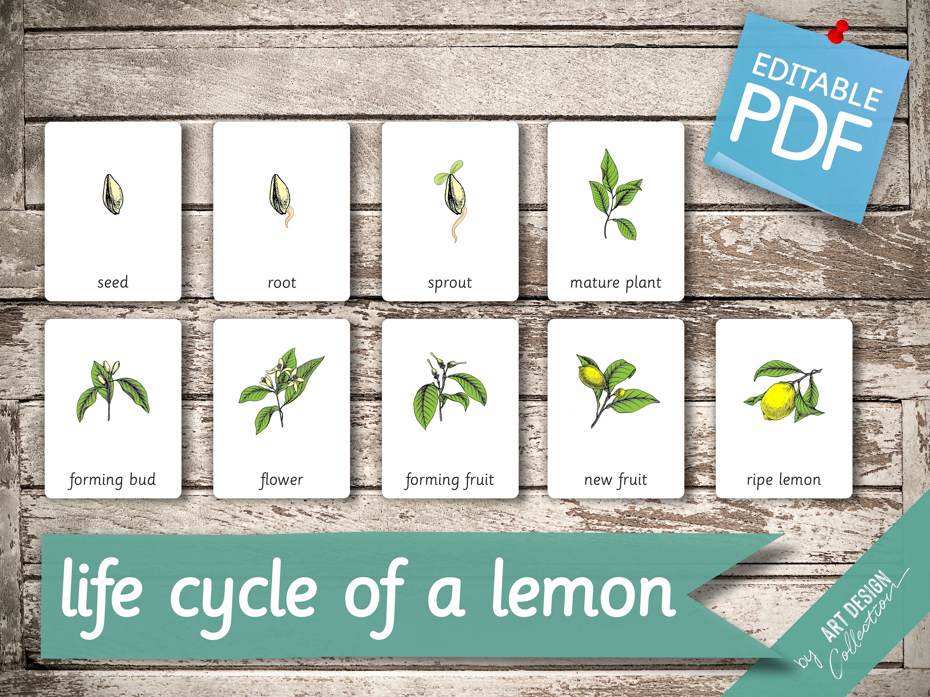 LIFE CYCLE of a LEMON 10 Editable Montessori Cards Flash - Etsy