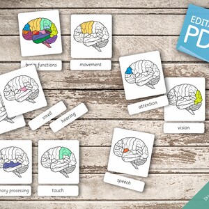 HUMAN BRAIN (brain Parts - Brain Functions) • 32 Editable Montessori ...