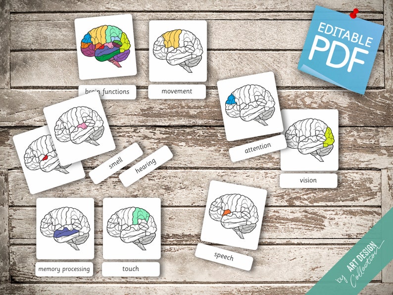 HUMAN BRAIN (brain Parts - Brain Functions) • 32 Editable Montessori ...