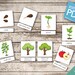 APPLE LIFE CYCLE Spanish Edition • 10 Spanish and 10 English Editable ...