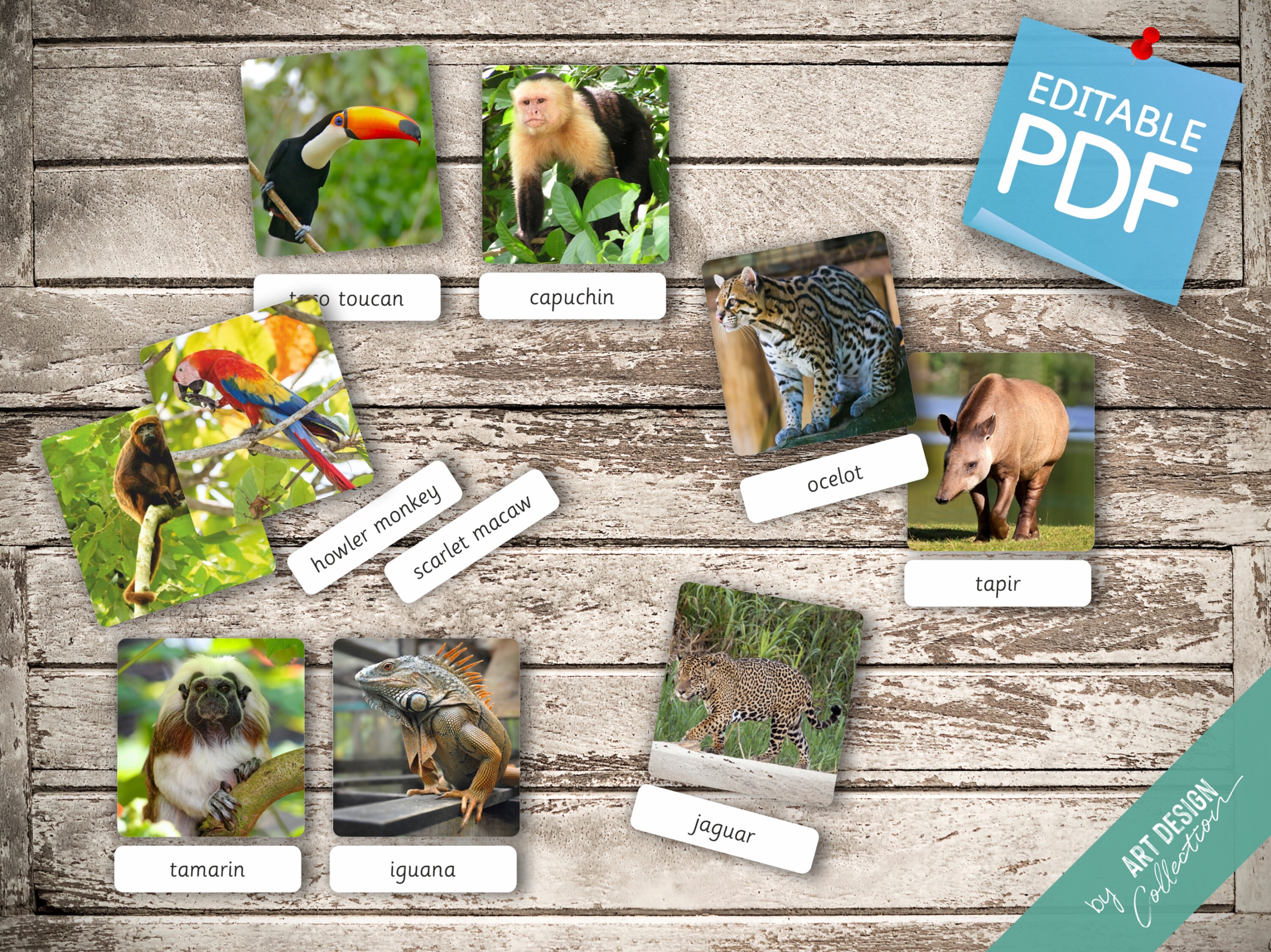 SOUTH AMERICA ANIMALS 28 Editable Montessori Cards Flash - Etsy