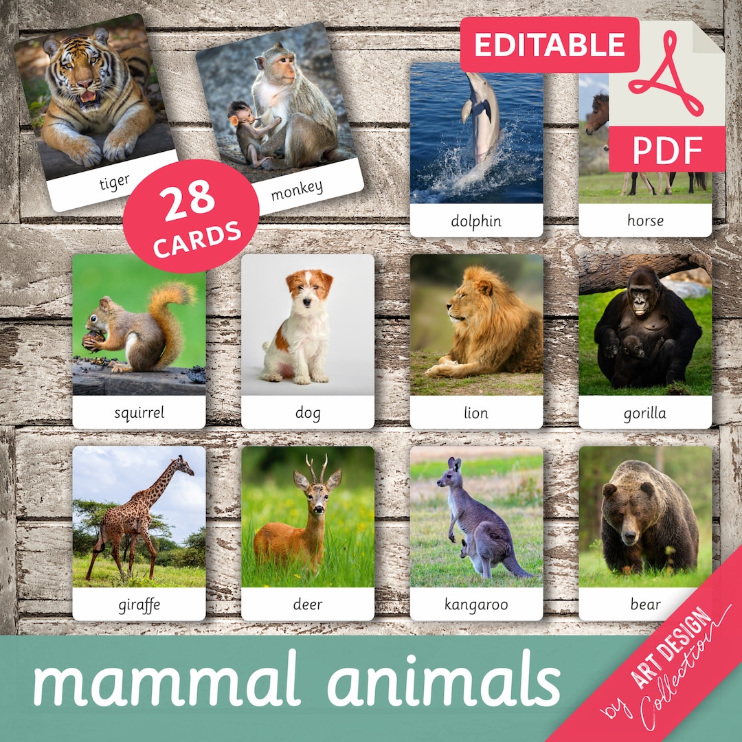 MAMMAL ANIMALS 28 Editable Montessori Cards Flash Cards Nomenclature ...