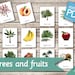 TREES AND FRUITS 48 Montessori Cards Flash Cards Nomenclature ...