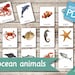 OCEAN ANIMALS • 22 Montessori Cards • Flash Cards Nomenclature ...