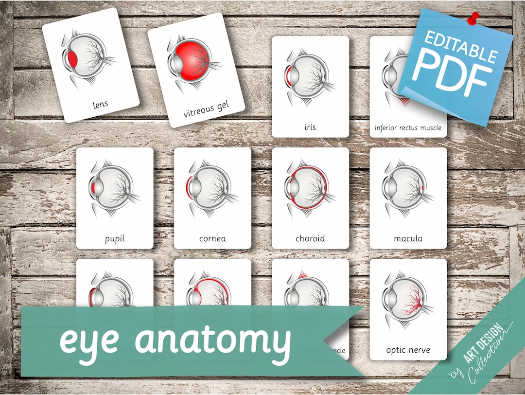 EYE ANATOMY • 15 Editable Montessori Cards • Flash Cards Nomenclature ...