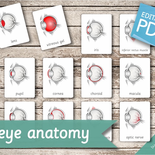 EYE ANATOMY 15 Editable Montessori Cards Flash Cards - Etsy