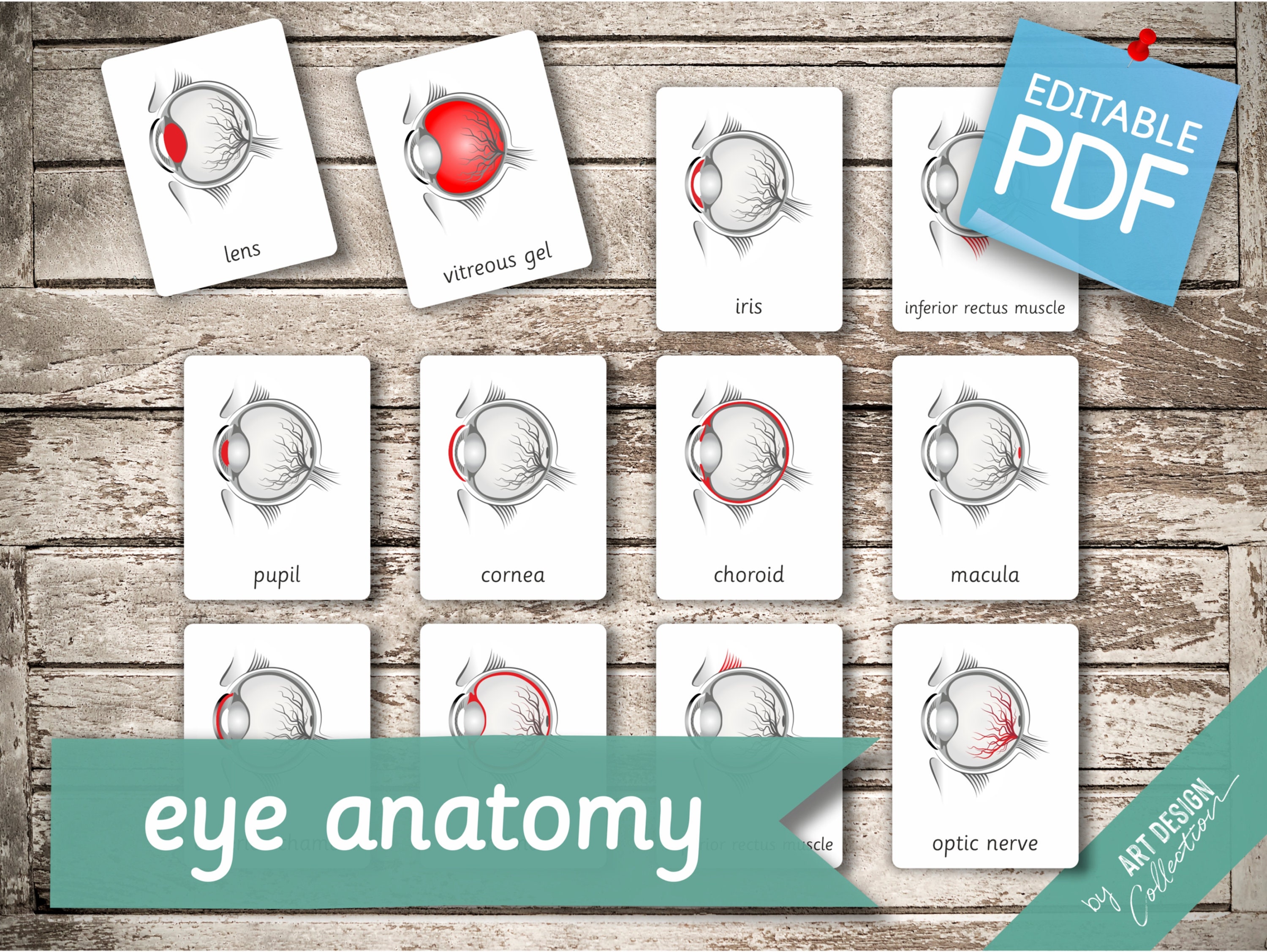 EYE ANATOMY 15 Editable Montessori Cards Flash Cards | Etsy