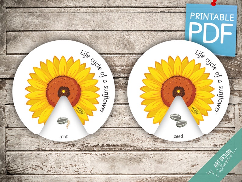 LIFE CYCLE of a SUNFLOWER Wheel Montessori Busy Book - Etsy