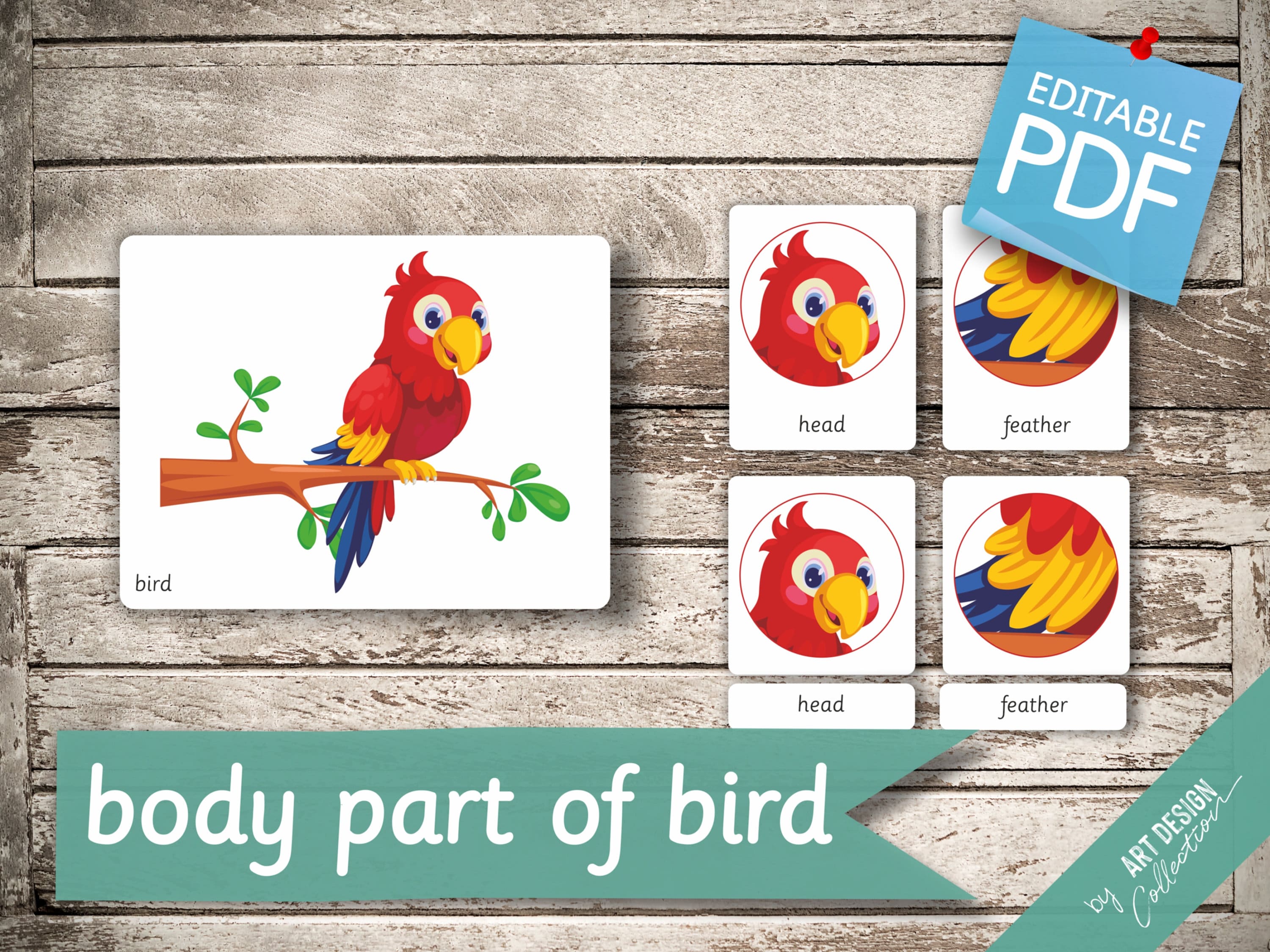 BODY PART of BIRD 11 Montessori Cards Flash Cards - Etsy