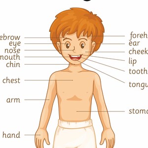 MY BODY POSTER • Montessori Poster • Montessori Educational ...