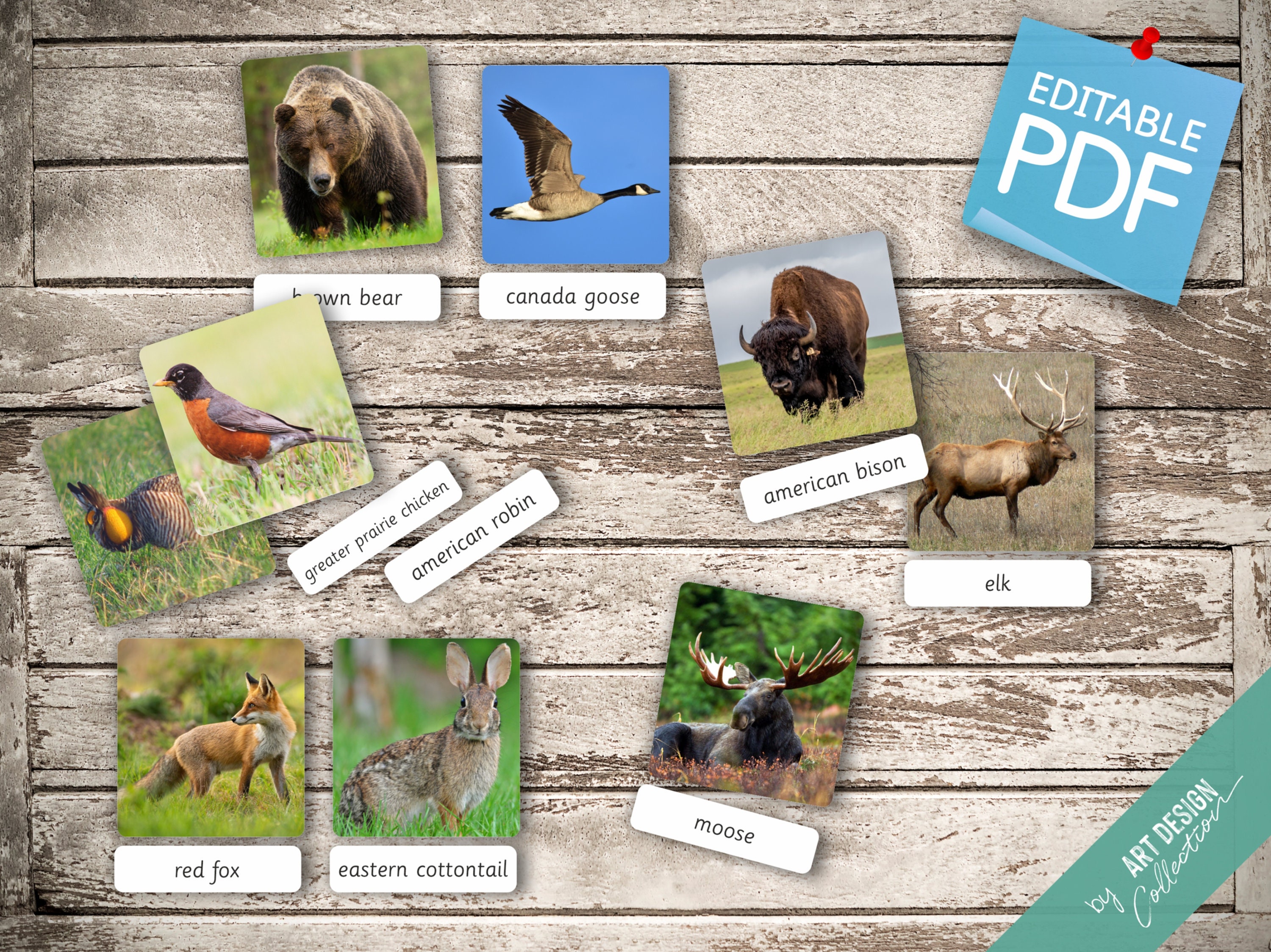 NORTH AMERICA ANIMALS 28 Editable Montessori Cards Flash - Etsy
