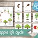 APPLE LIFE CYCLE German Edition • 10 German and 10 English Editable ...