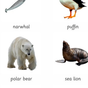 ARCTIC ANIMALS POSTER • Montessori Poster • Montessori Educational ...