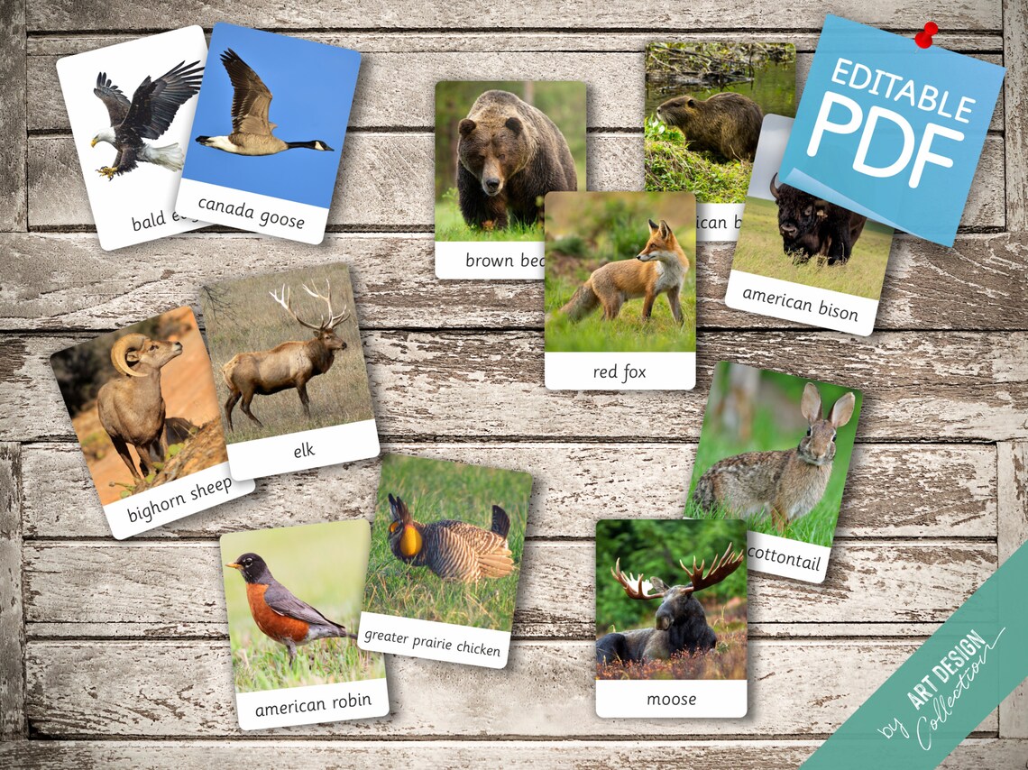 NORTH AMERICA ANIMALS 28 Editable Montessori Cards Flash - Etsy