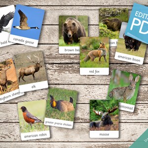 NORTH AMERICA ANIMALS • 28 Editable Montessori Cards • Flash Cards ...