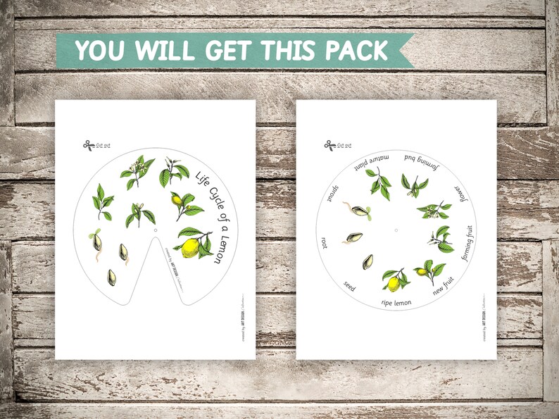 LIFE CYCLE of a LEMON Wheel • Montessori Busy Book Activity ...