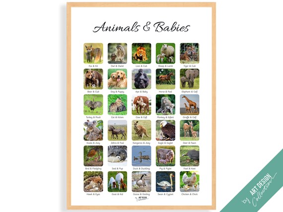 ANIMALS & BABIES POSTER Montessori Poster Montessori - Etsy