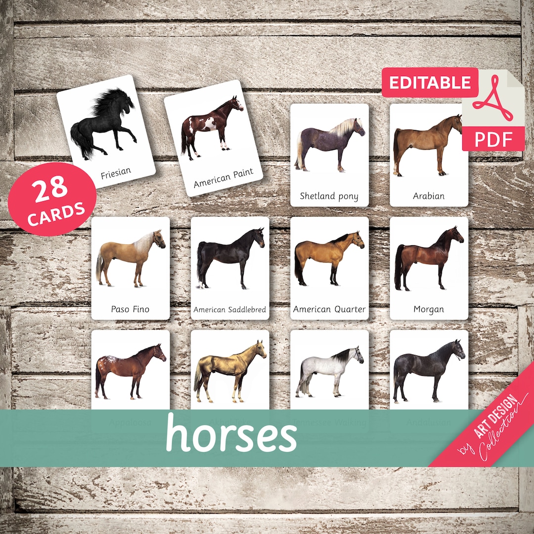 HORSES • 28 Editable Montessori Cards • Flash Cards Nomenclature ...